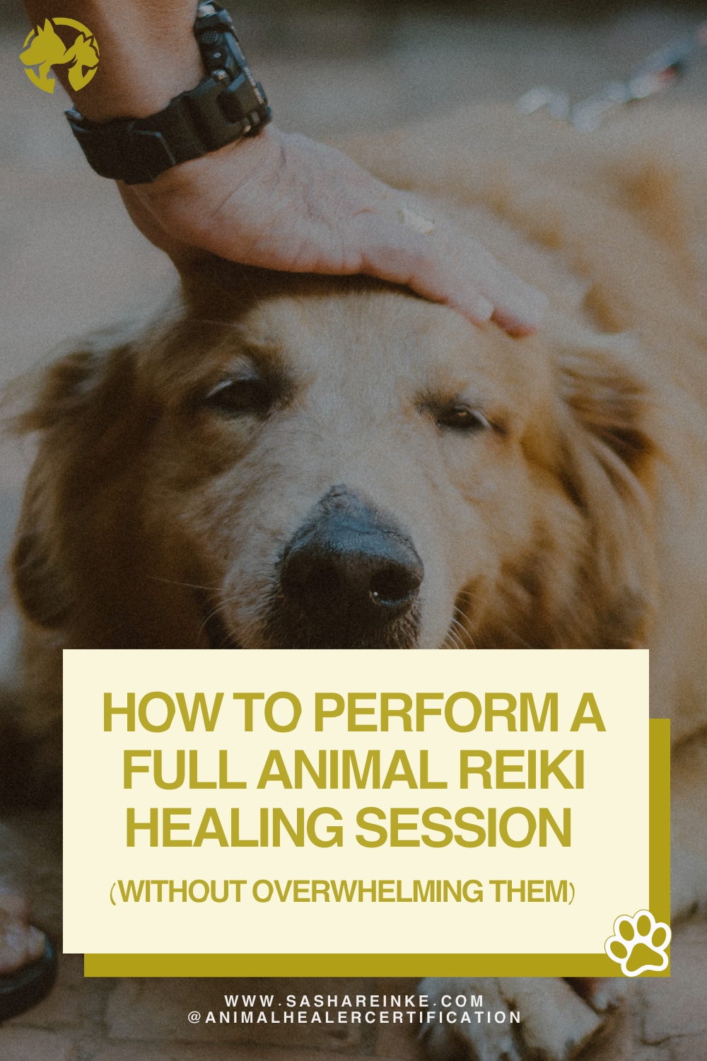 How to Perform a Full Animal Reiki Session: (Without Overwhelming Them ...