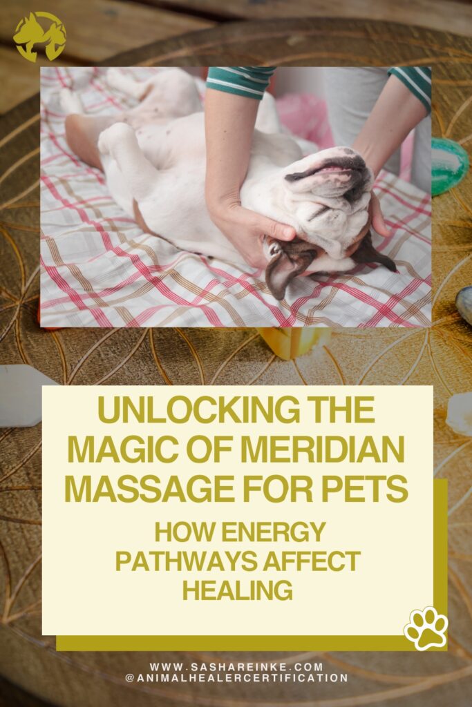 Unlocking the Magic of Meridian Massage for Pets: How Energy Pathways ...