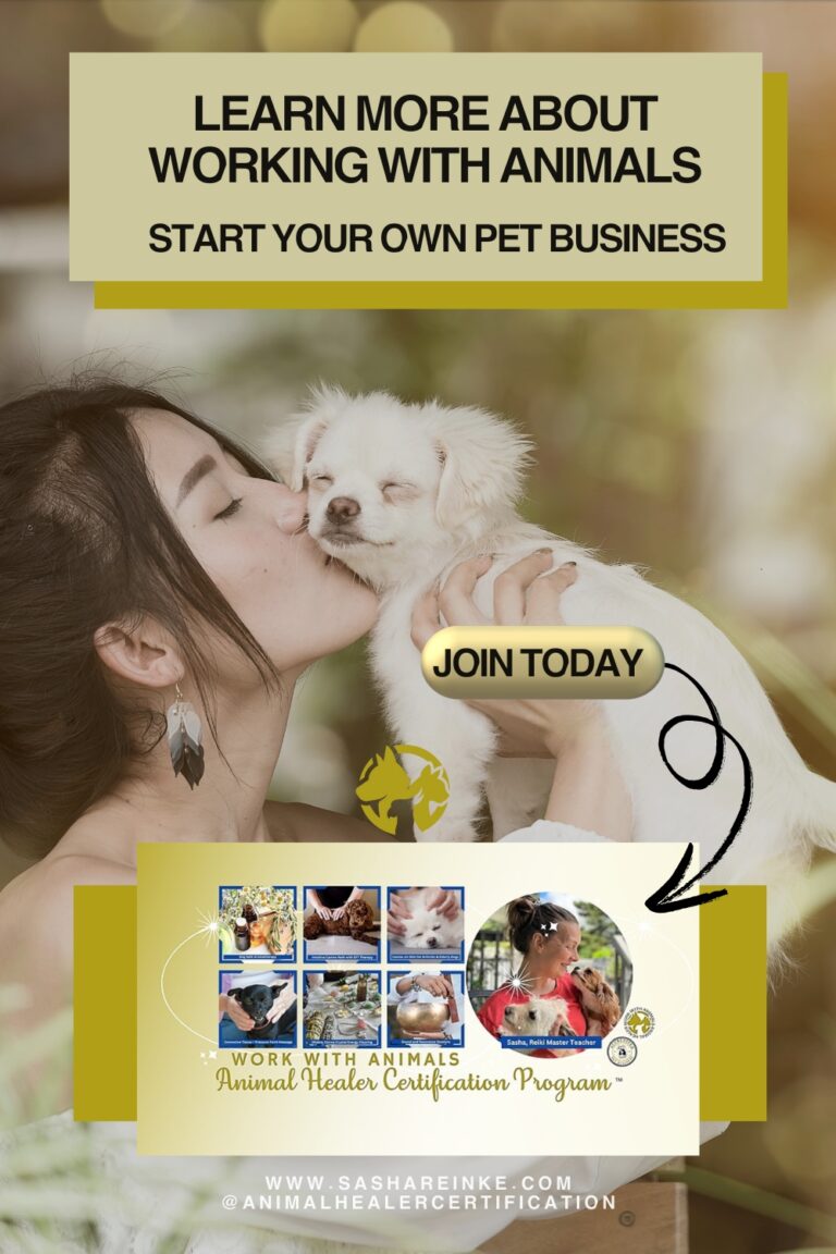 Learn how to become an animal healer in 5 easy Steps: what you need to ...