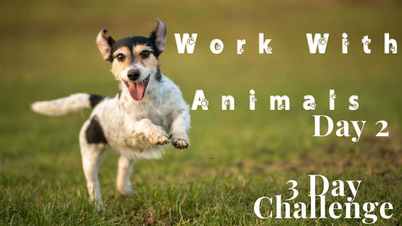 Day 2 of 3 Day Challenge - Work With Animals: Sasha Reinke Mindest ...